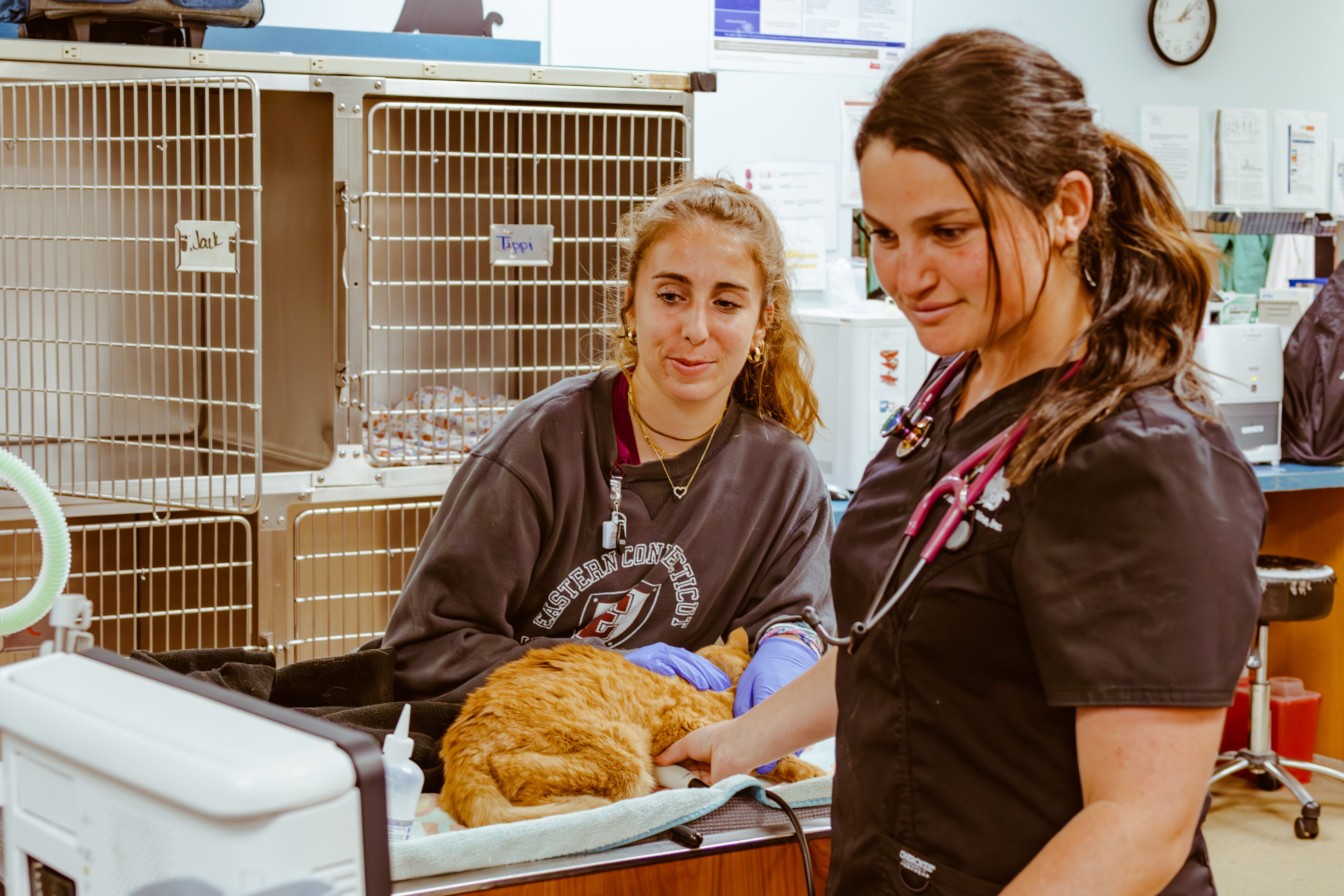 Emergency & Critical Care - Central Hospital For Veterinary Medicine