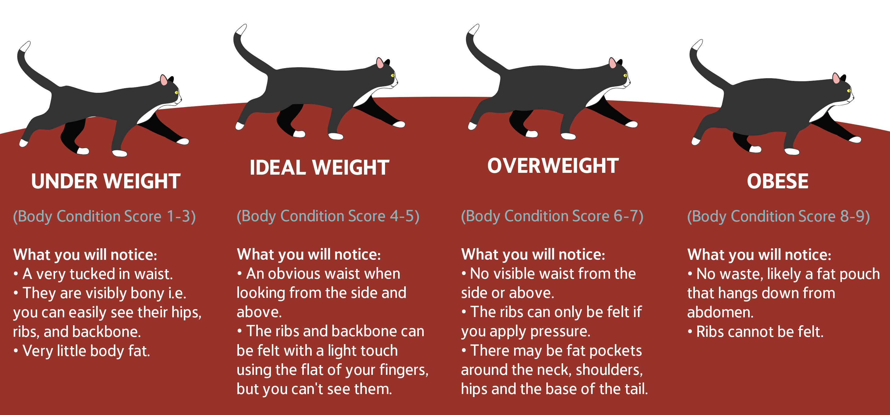 Obesity in Cats - Central Hospital For Veterinary Medicine